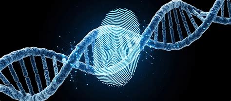 Dna Fingerprinting In Forensic Science Process And Uses