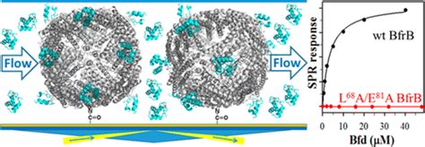 细菌铁蛋白 细菌铁蛋白相关的铁氧还蛋白与蛋白质相互作用的表征和结合能热点的测定 Biochemistry X Mol