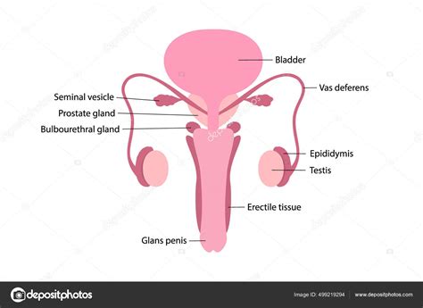 Ilustración Vectorial Del Sistema Reproductor Humano Masculino Con