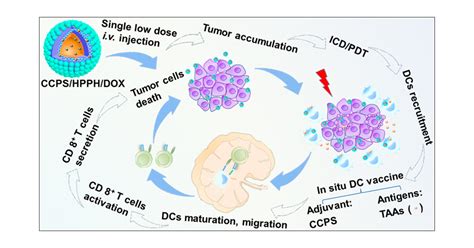 In Situ Dendritic Cell Vaccine For Effective Cancer Immunotherapy ACS Nano