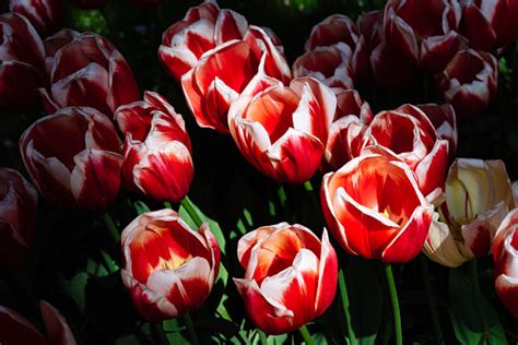 Bunte Frühlingsfrische Holländische Tulpen Verschiedene Farben