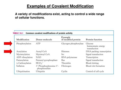 Ppt Lecture 16 Regulation Of Proteins 3 Isozymes And Covalent Modification Powerpoint