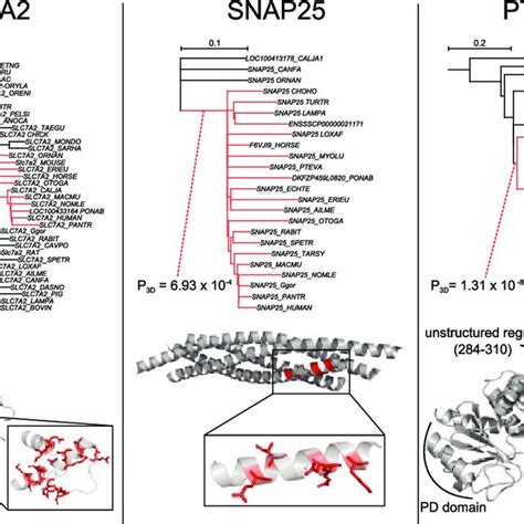 Three High Scoring Cases Of Branch Specific Clustered Substitution