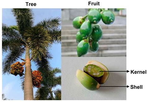 Betel Nut Tree