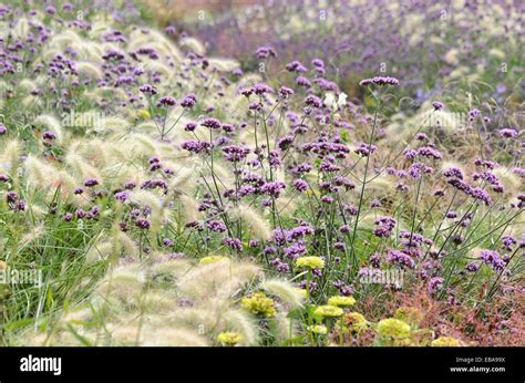 Feathertop Grass Pennisetum Villosum And Purpletop Vervain Verbena