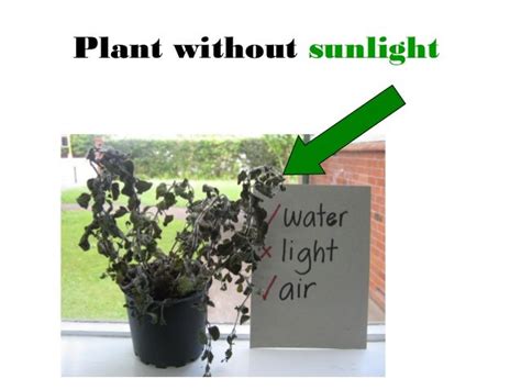 Unit 7plants