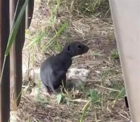 Scientists Are Going Nuts About Rare Hairless Ground Squirrels Found