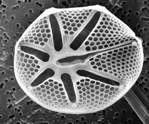 Ocean Acidification Could Hit The Base Of The Marine Food Chain Mashable