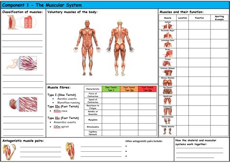 Gcse Pe Edexcel 9 1 Muscular System Knowledge Retrieval Revision Mat Worksheet Updated