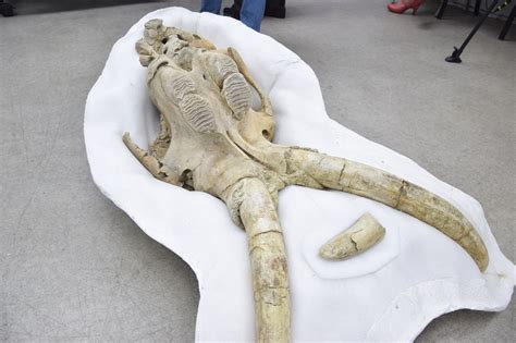 Trove Of Ice Age Fossils Found In La Subway Dig