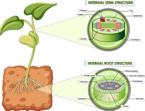 Anatomy Of A Plant Stem Wiremystique