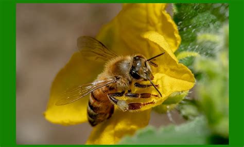 Barcode Error Correction Algorithms