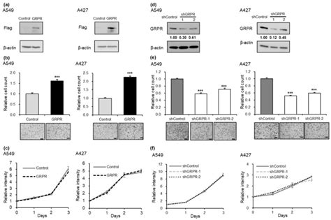Grpr Drives Metastasis Via Crabp2 And Fndc4 Pathways In Lung