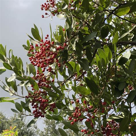 Newsflash From 1919 Mass Harvesting Threatens Toyon With Extinction
