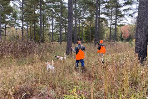 Quail Hunting Meadow Wood Farms