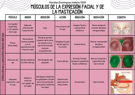 Músculos De La Expresión Facial Y De La Masticación Morales Domínguez