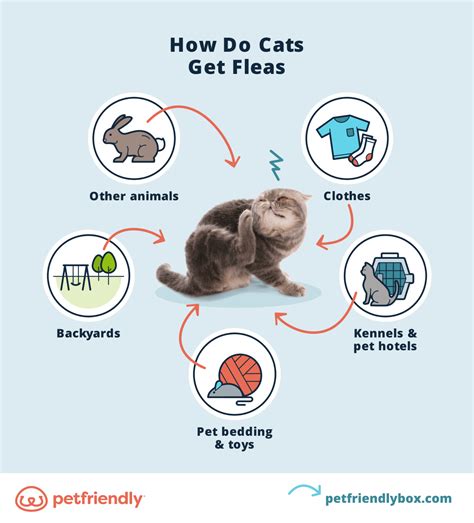 How To Get Rid Of Fleas From Cats at Pearl Brandon blog