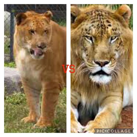 Differenza Tra Tigon E Liger Ligers Vs Tigons Two Unique Lion Tiger