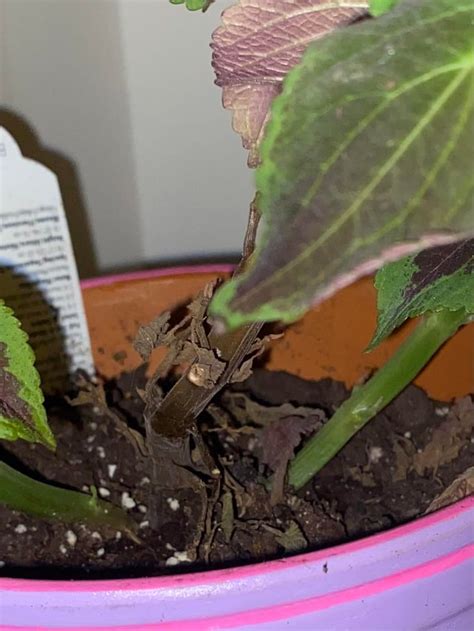 Why Plant Die R Plantclinic