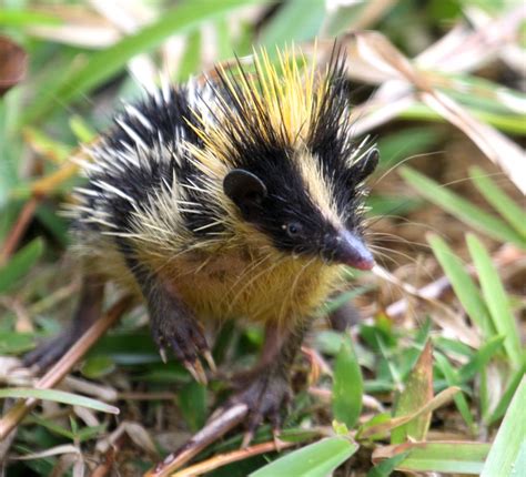 The Lowland Streaked Tenrec A Remarkable Creature Of Madagascars