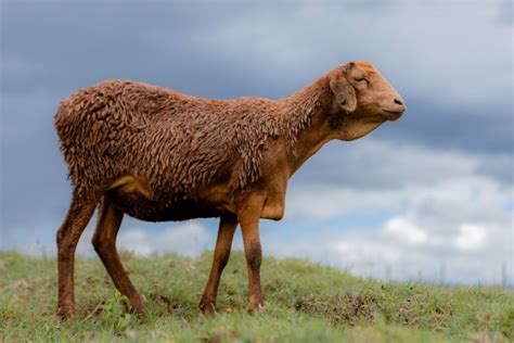 Sheep Farming In Kenya How To Make Money Farmers Trend