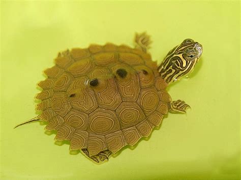 Northern Black Knobbed Map Turtles For Sale The Turtle Source