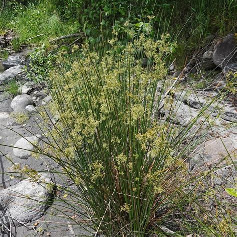 Juncus Effusus Flowers