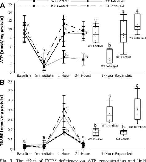 Figure 1 From Mitochondrial Uncoupling Protein 2 Deficiency Protects
