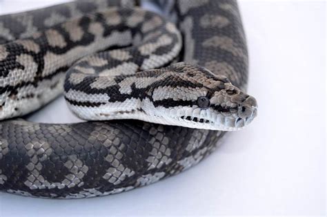 Murray Darling Carpet Pythons For Sale