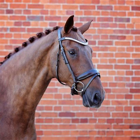 Brown Majesty Snaffle Bridle Wb Belle Equestrian