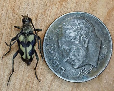 Judolia Instabilis 10000 Things Of The Pacific Northwest