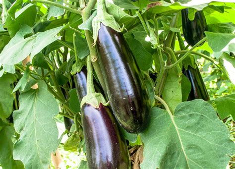 Aubergine Mit Parmesan Parmigiana Di Melanzane Rezepte Suchen
