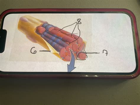 Aandp Exam 3 Diagram 2 Diagram Quizlet