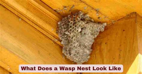 What Does A Wasp Nest Look Like Complete Identification Guide The Global Statistics