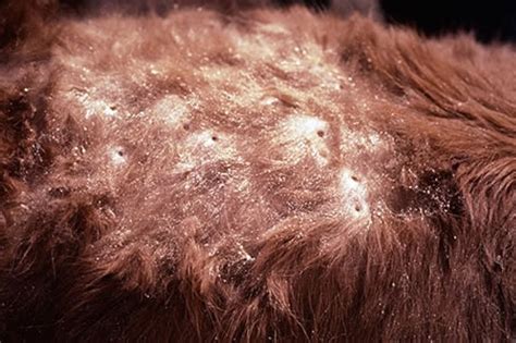 Hypoderma Spp Integumentary System Merck Veterinary Manual