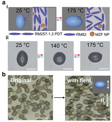 Dually Responsive Micro‐actuators A I Schematic Illustration And