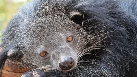 Binturong Or Bearcat Sleeping Peacefully Stock Video Video Of Hair