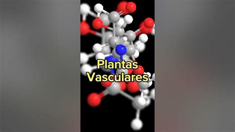 La Lignina Curiosidadescientificas Curiosidades Biologia Youtube