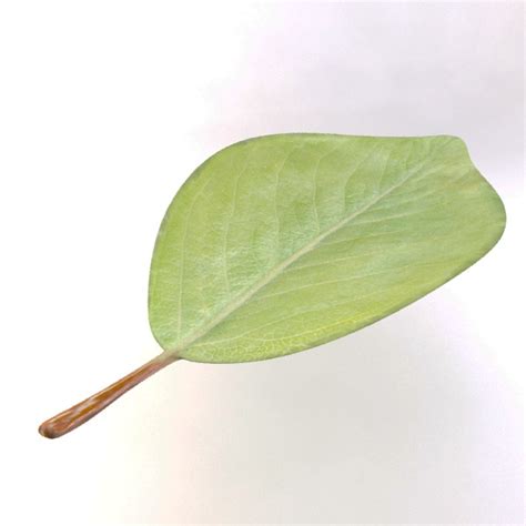 3d Model Leaf