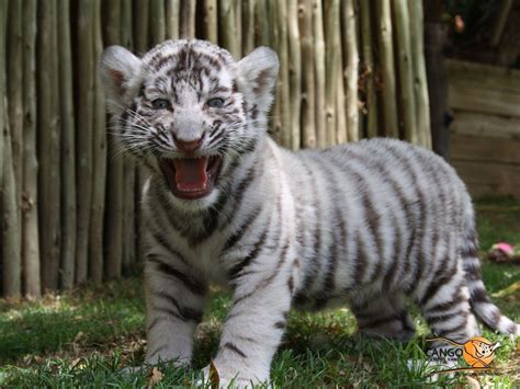 White Tiger Cub Wallpapers Wallpaper Cave