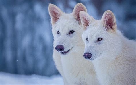 Scientists Say They Have Resurrected The Dire Wolf Rnz News