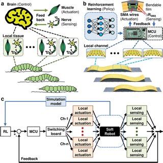 ClosedLoop Soft Robot Control Frameworks With Coordinated Policies Based On Reinforcement