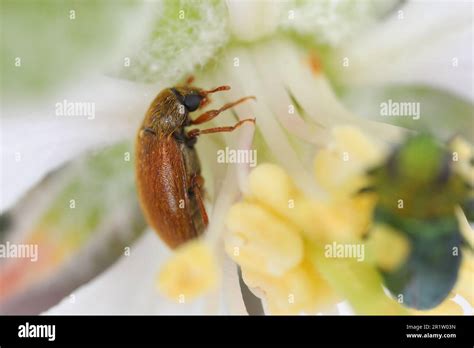 Raspberry Beetle Byturus Ochraceus On A Flower Of Apple Tree Stock