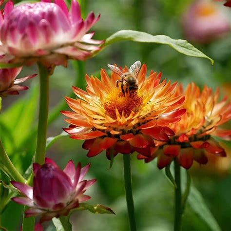 Saatgut Strohblumen Kleepura