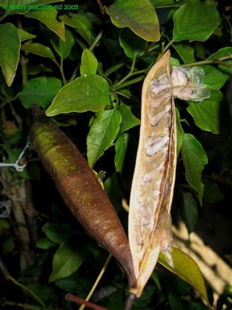 Plantfiles Pictures Pandorea Bower Climber Bower Of Beauty Pink