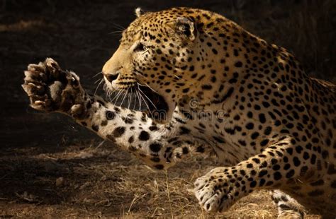 Selective Of An Angry Leopard Attacking Out Stock Image Image Of