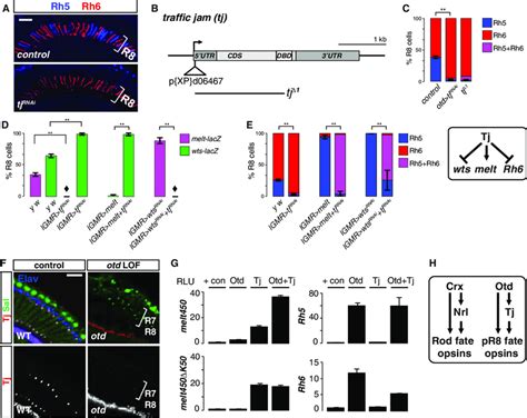 Tissue Restricted Transcription Factors Control Melt And Rhodopsins