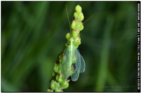 Chrysopa Sp E Dichochrysa Sp Pr Picteti Natura Mediterraneo