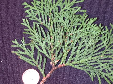 Arborvitae Thuja Scale Pacific Northwest Pest Management Handbooks
