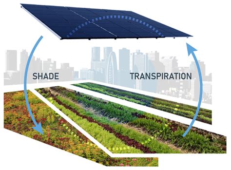 Agrivoltaics Agriculture And Photovoltaics Sandbox Solar